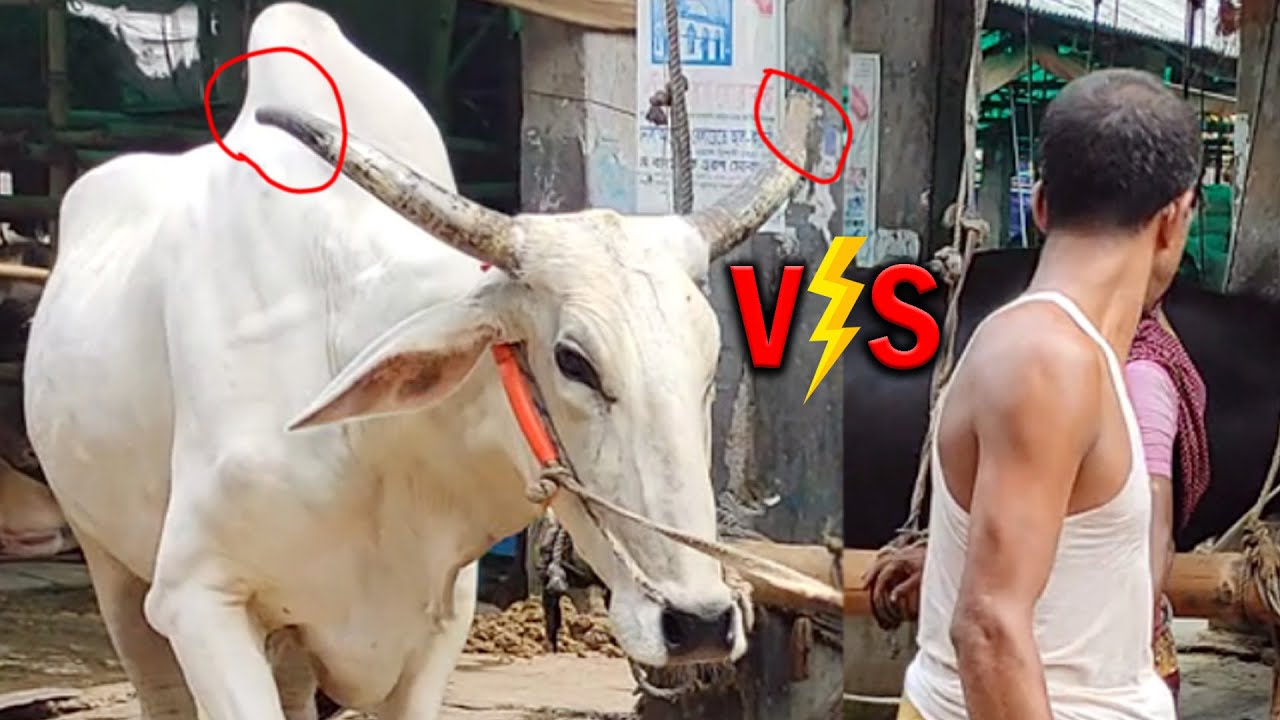 Gabtoli Gorur Haat 2021 Cow Collection | 2021 Gabtali Cow Market | cow ...