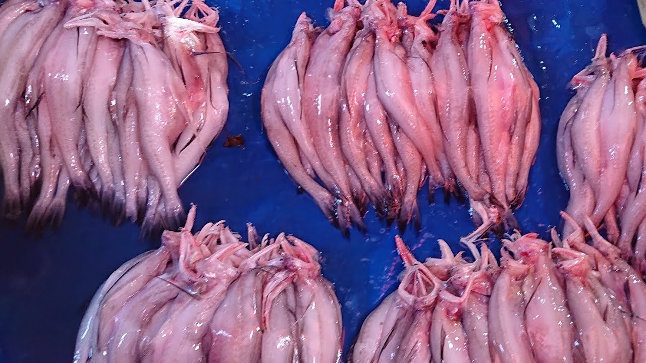 Loitta fish market || Chittagong traditional loitta fish || loitta fish ...