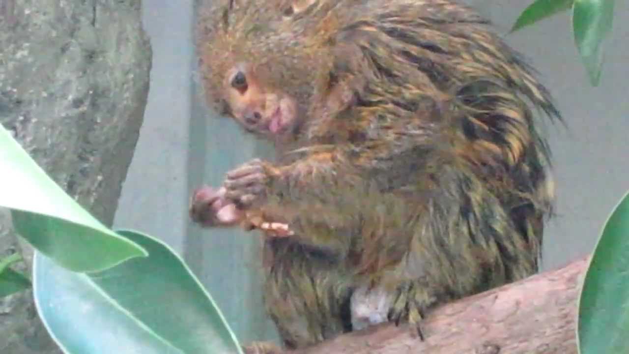 Pygmy Marmoset Eating a Mealworm - YouTube