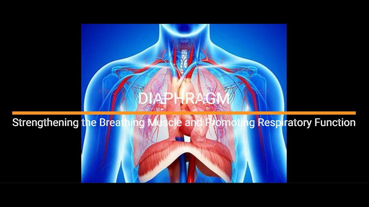 5 Exercises for a Healthy Diaphragm Strengthening the Breathing Muscle ...