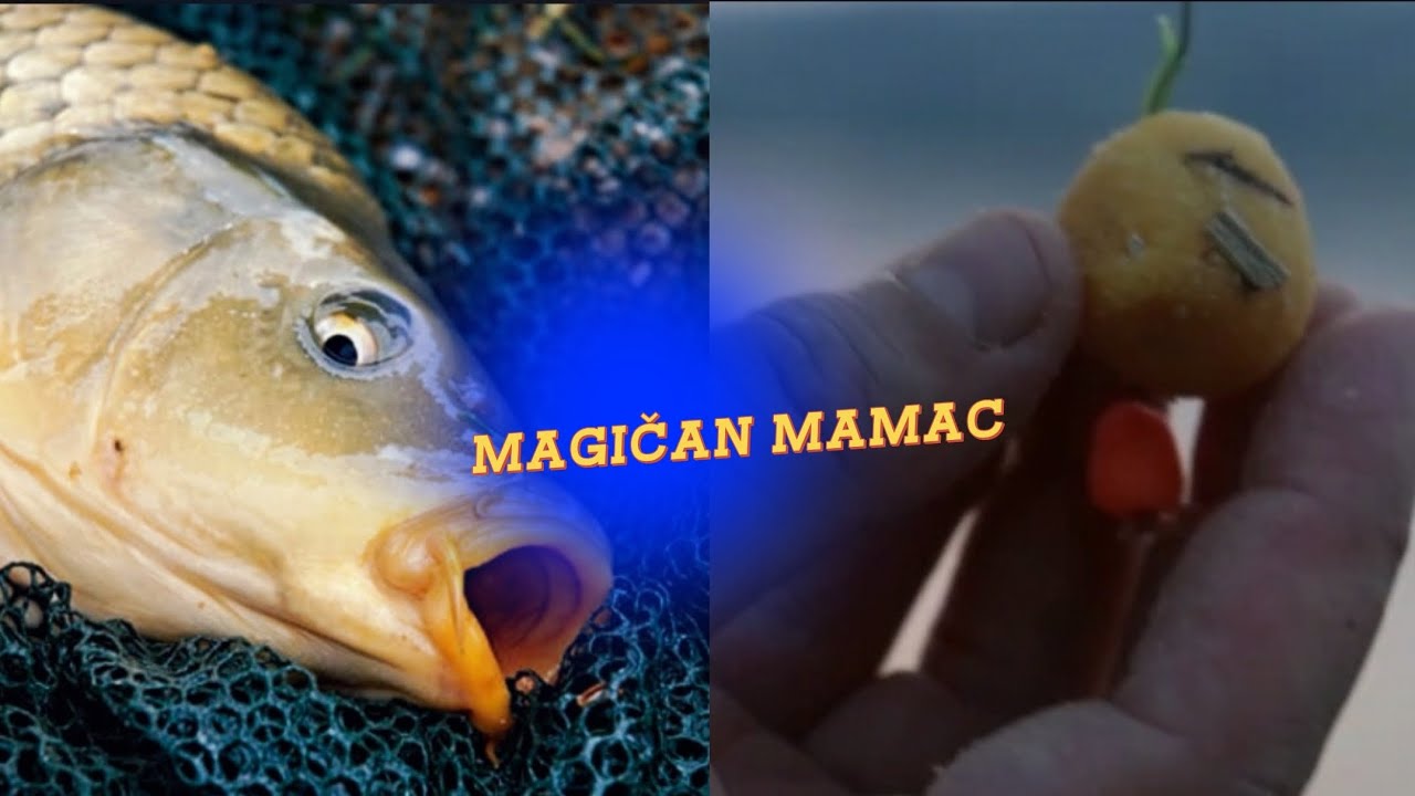 MAGIČAN MAMAC ZA DUNAVSKOG ŠARANA - YouTube