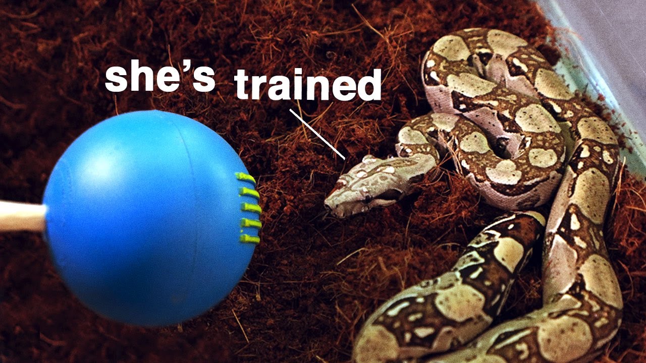 Feeding my trained snakes... and all the others - YouTube