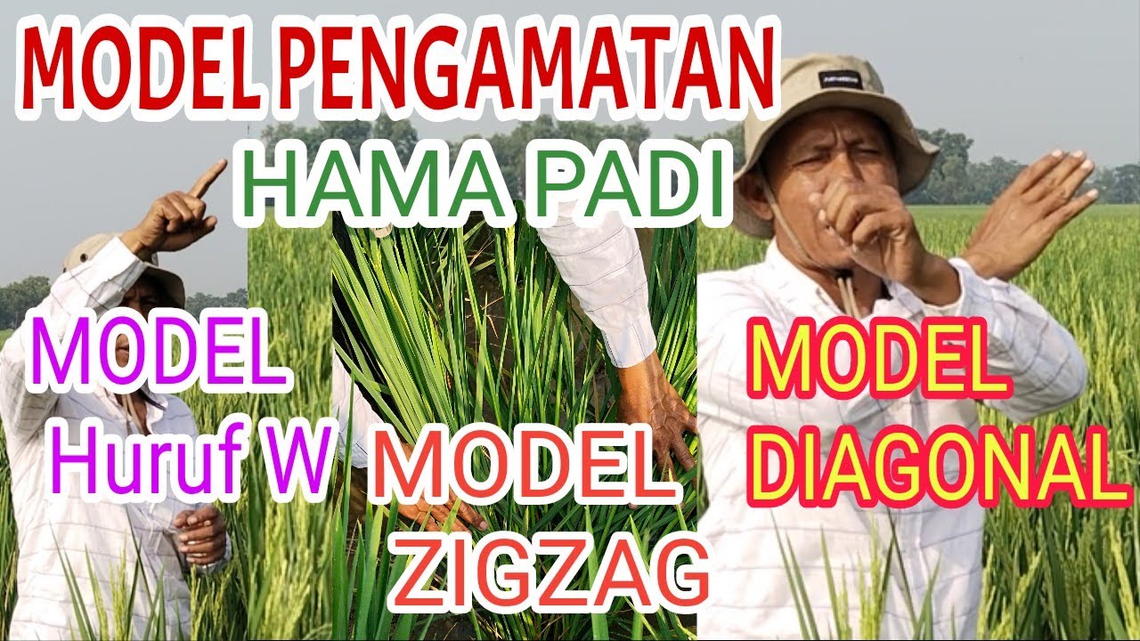 Metode Pengamatan | Pengambilan Sampel Pengamatan | Hama Penyakit ...