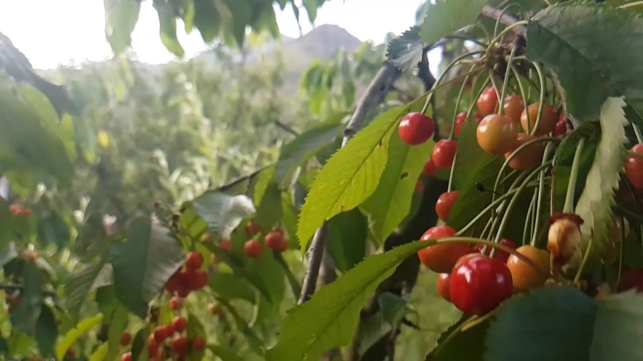 Kashmiri organic cherries - YouTube