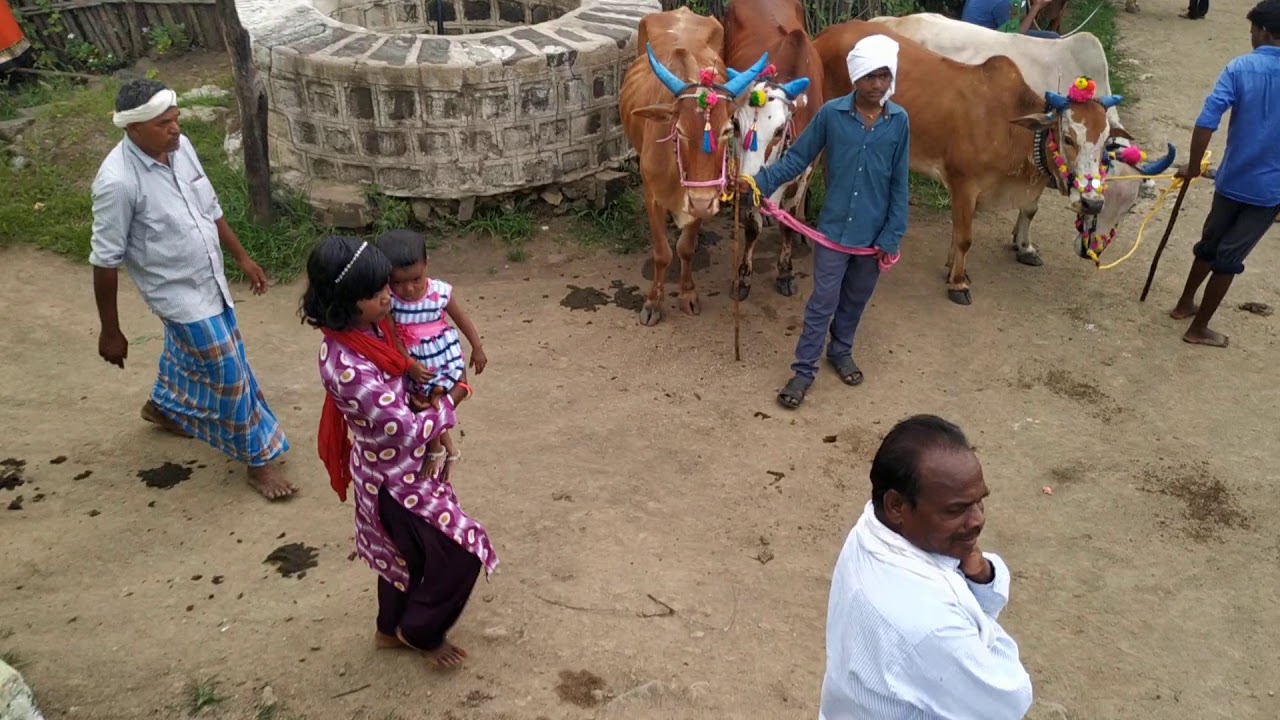 Gunjala gondi culture - YouTube