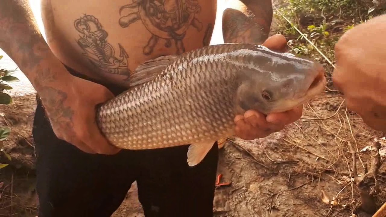 PESCARIA RIO MIRANDA - KM21 - SÓ PEIXE GRANDE - YouTube