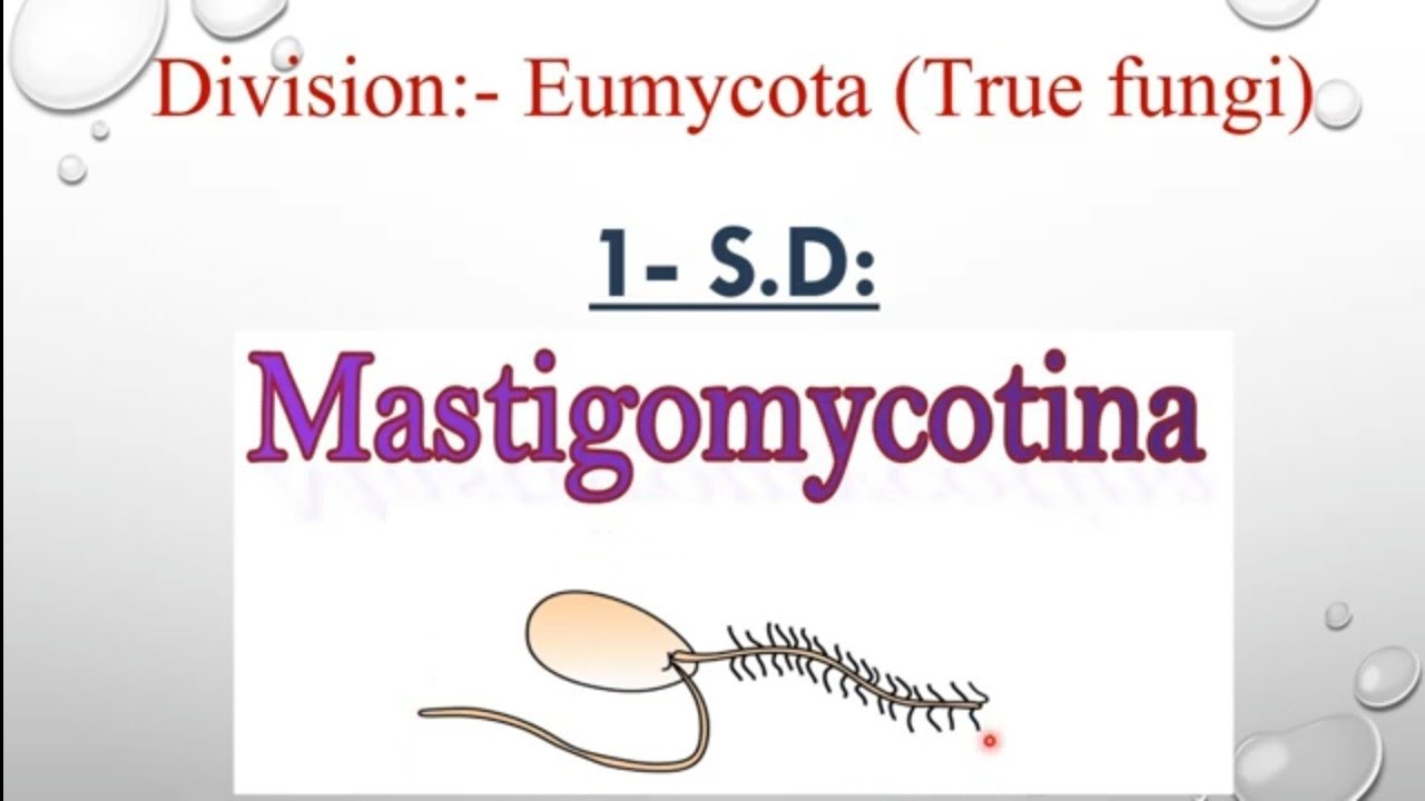 تقسيم الفطريات (جزء ثان) الفطريات الحقيقيه- Classification of Fungi ...