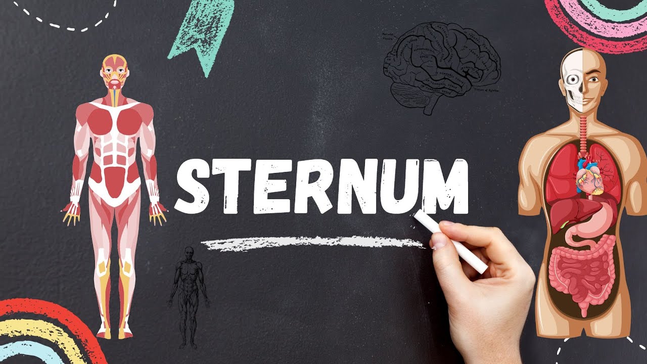 Sternum Anatomy | Manubrium, Gladiolus, Xiphoid Process| Part 1 | 2023 ...