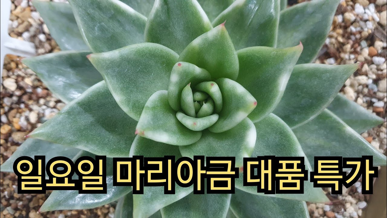 12월 11일 주말특가 마리아금 대품 완전 저렴하게 드려요 빨리 찜하세요 다육이 다육이금 다육 다육식물 다육이