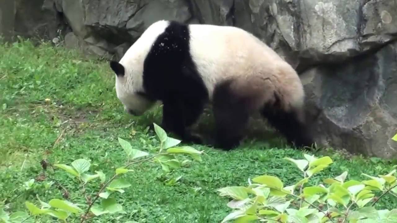 Giant panda Bao Bao researching and dancing - YouTube