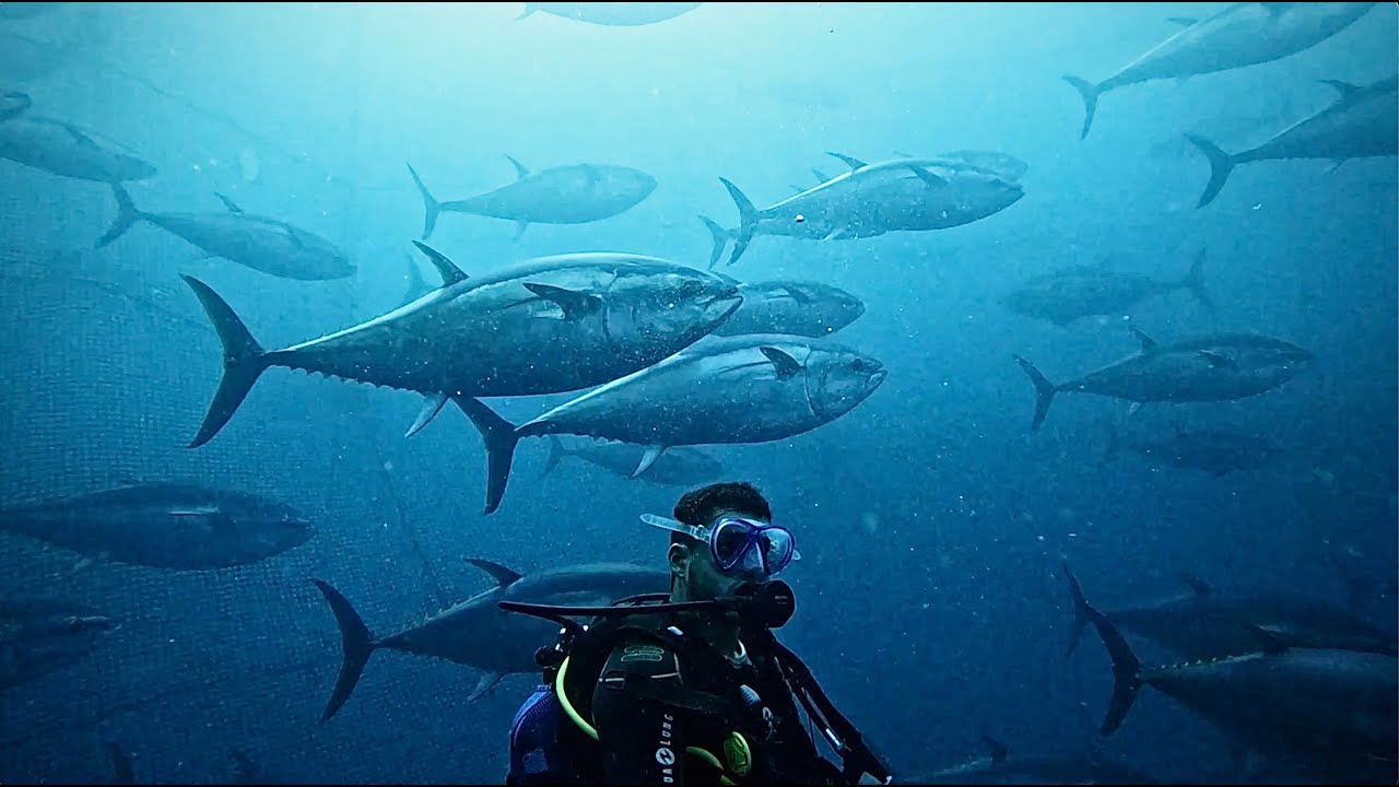 Diving with HUNDREDS of GIANT TUNA 3x my SIZE! - YouTube