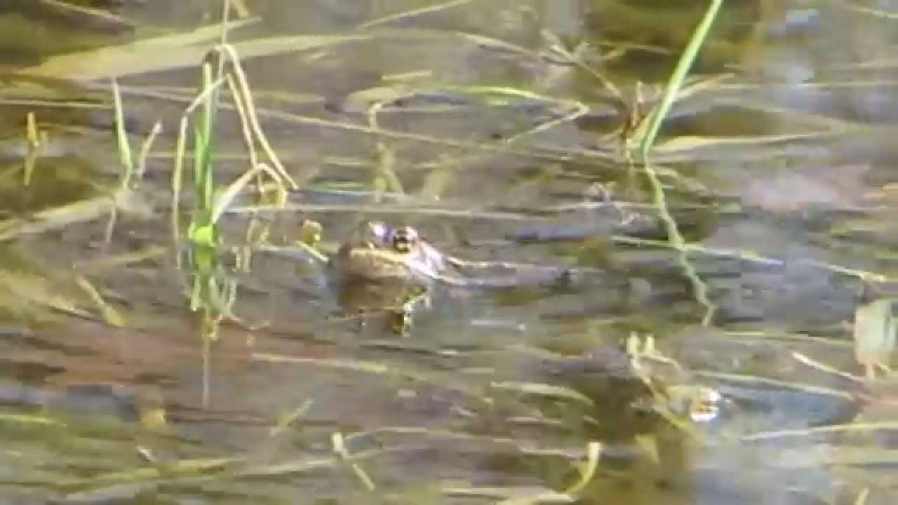 Calling Leopard Frog - YouTube
