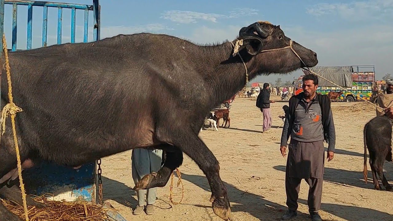 Buffalo Ho Jmalow Buffalo Unloading Ha Jmalow - YouTube