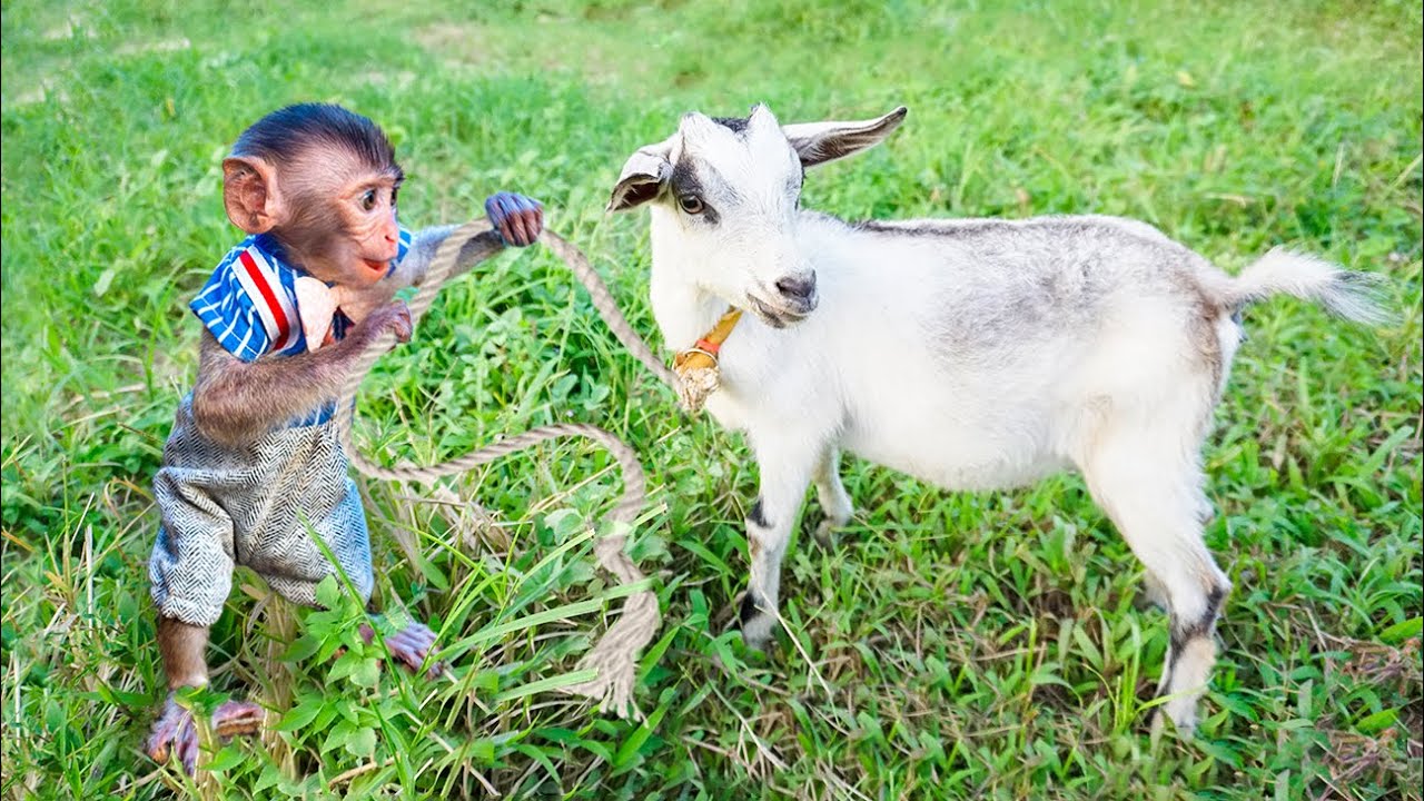 Cute Monkey MiMi Helps Mom Herd Goats – So Adorable! - YouTube