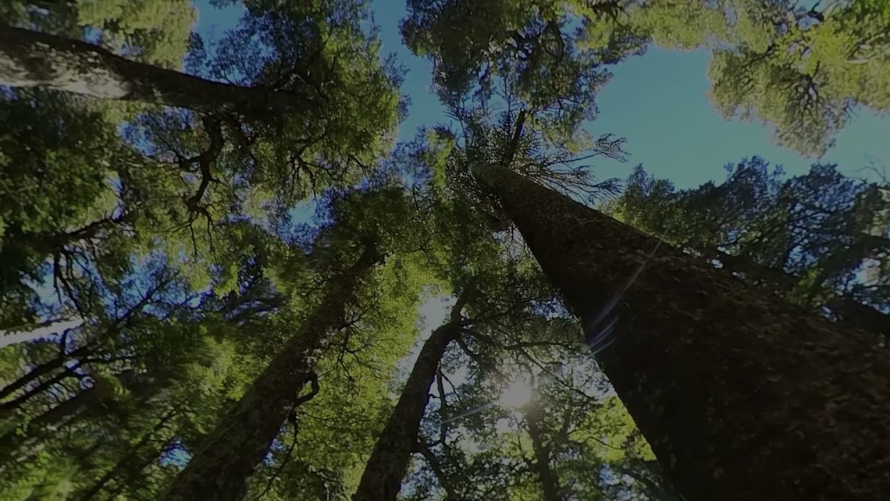 Sendero Carpinteros, Araucaria Madre, Parque Nacional Conguillío, Chile ...