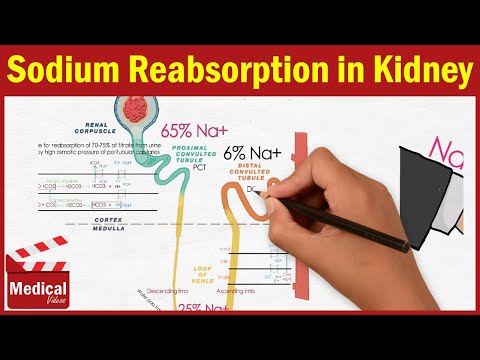 Pharmacology [CVS] 6- Renal Physiology & Sodium Reabsorption in Kidney MADE EASY