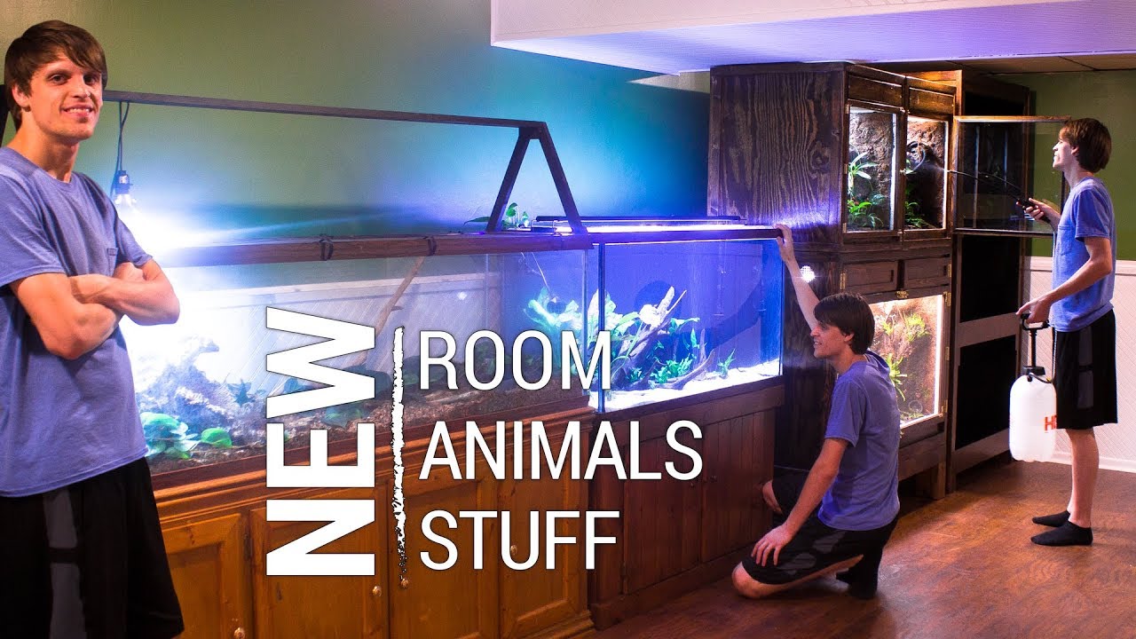 The New Animal Room is Almost Done! - YouTube
