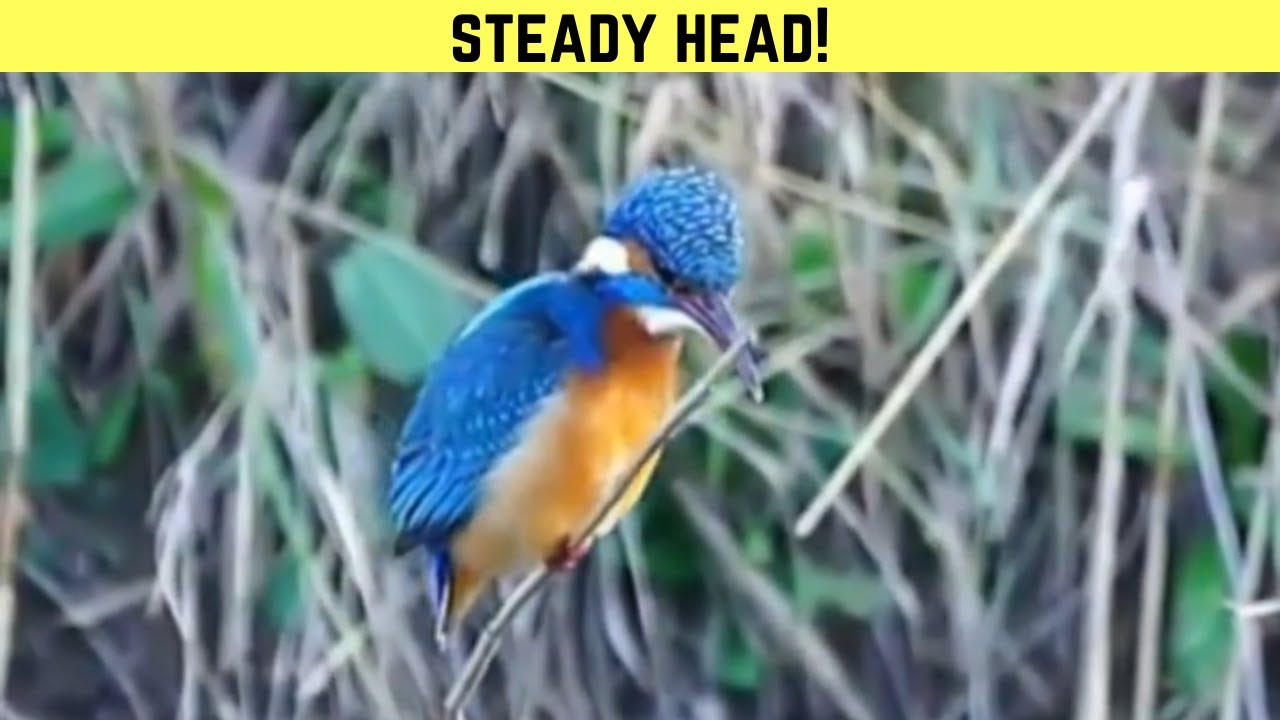 Kingfisher Bird Keeping its Head Still While Preying - YouTube