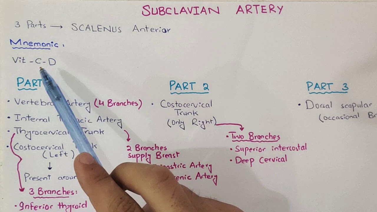 Branches Of Subclavian Artery Mnemonic