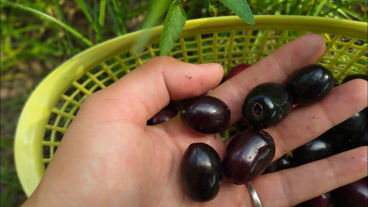 Harvesting Duhat / Lomboy | life in province - YouTube