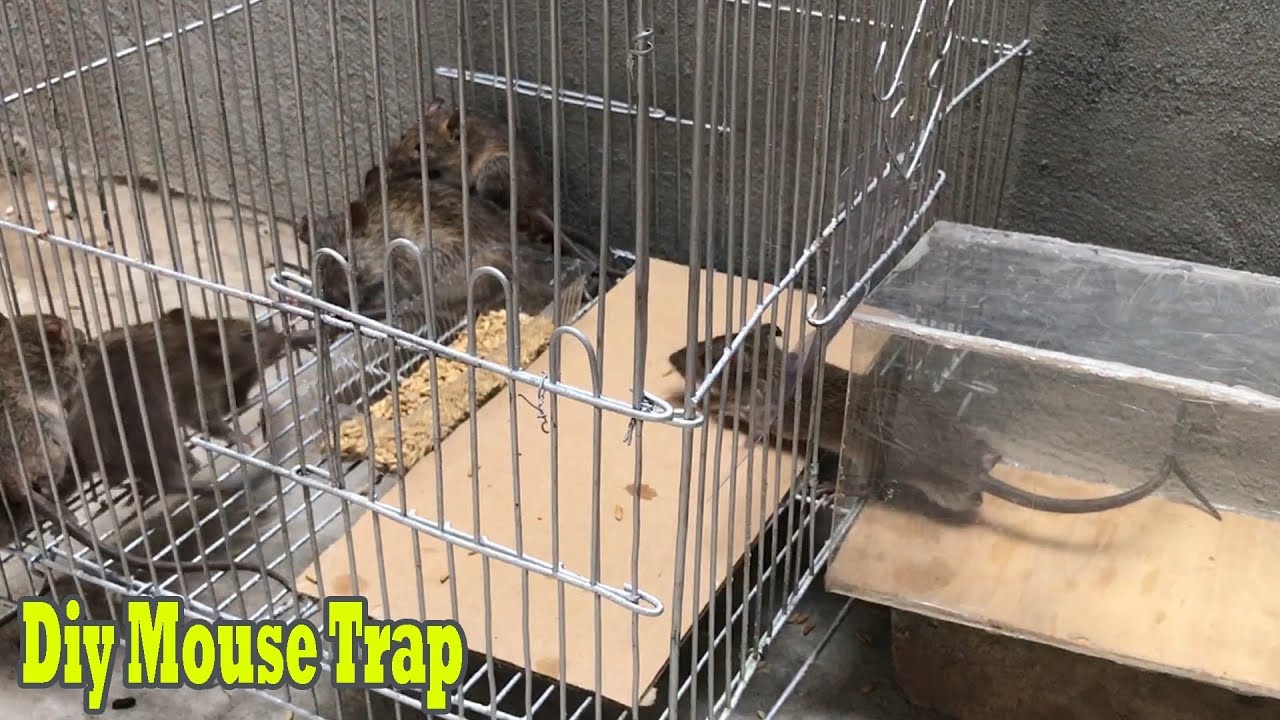 Diy Mouse Trap Idea 2019 π 15 Mice In Trapped π Mouse Rat Trap π Easy