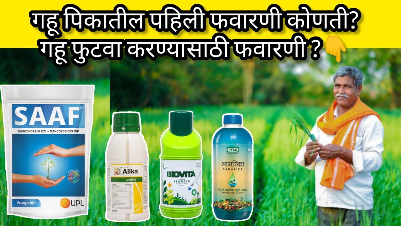 गहू पिकातील पहिली फवारणी कोणती?lगहू फुटवा करण्यासाठी फवारणी l gahu ...