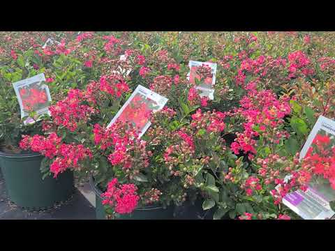 Lagerstroemia Bellini Raspberry® (Crape Myrtle) // FANTASTIC, EASY ...