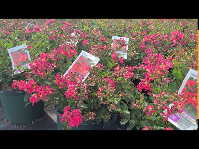 Lagerstroemia Bellini Raspberry® (Crape Myrtle) // FANTASTIC, EA…