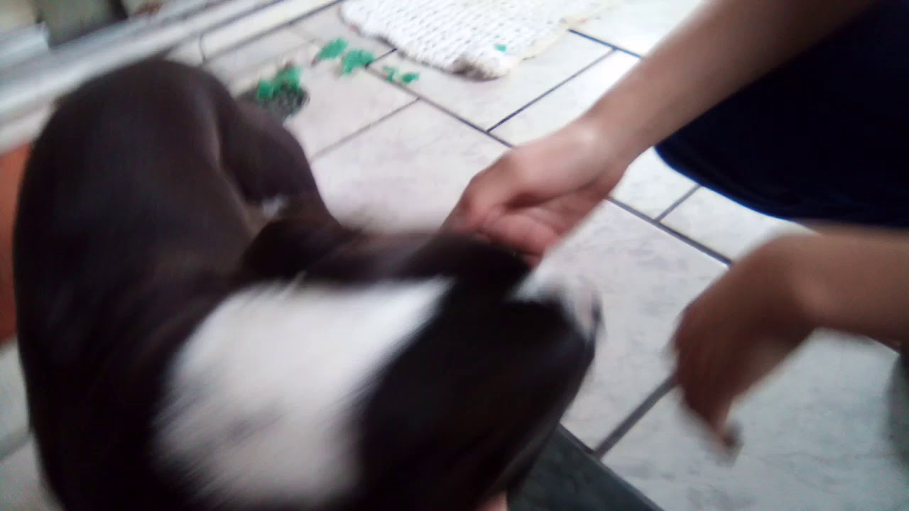 Lindo cachorro mistiso - YouTube