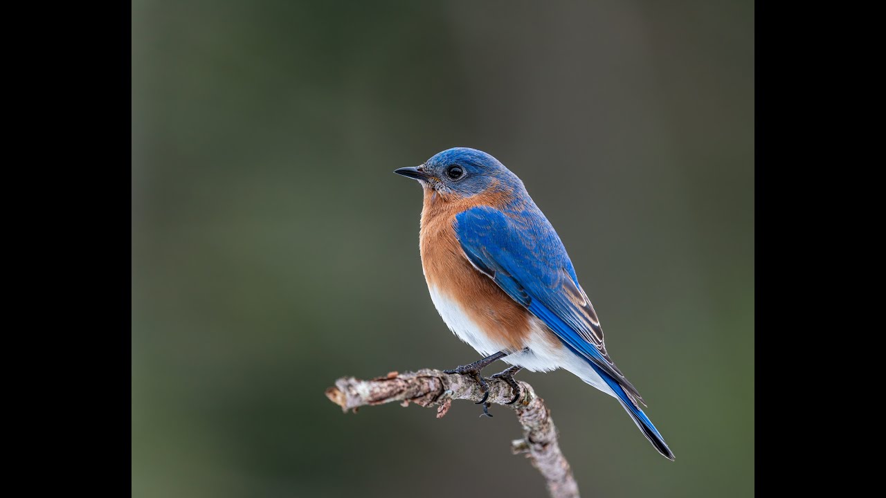 Ambient Bird Sounds - YouTube