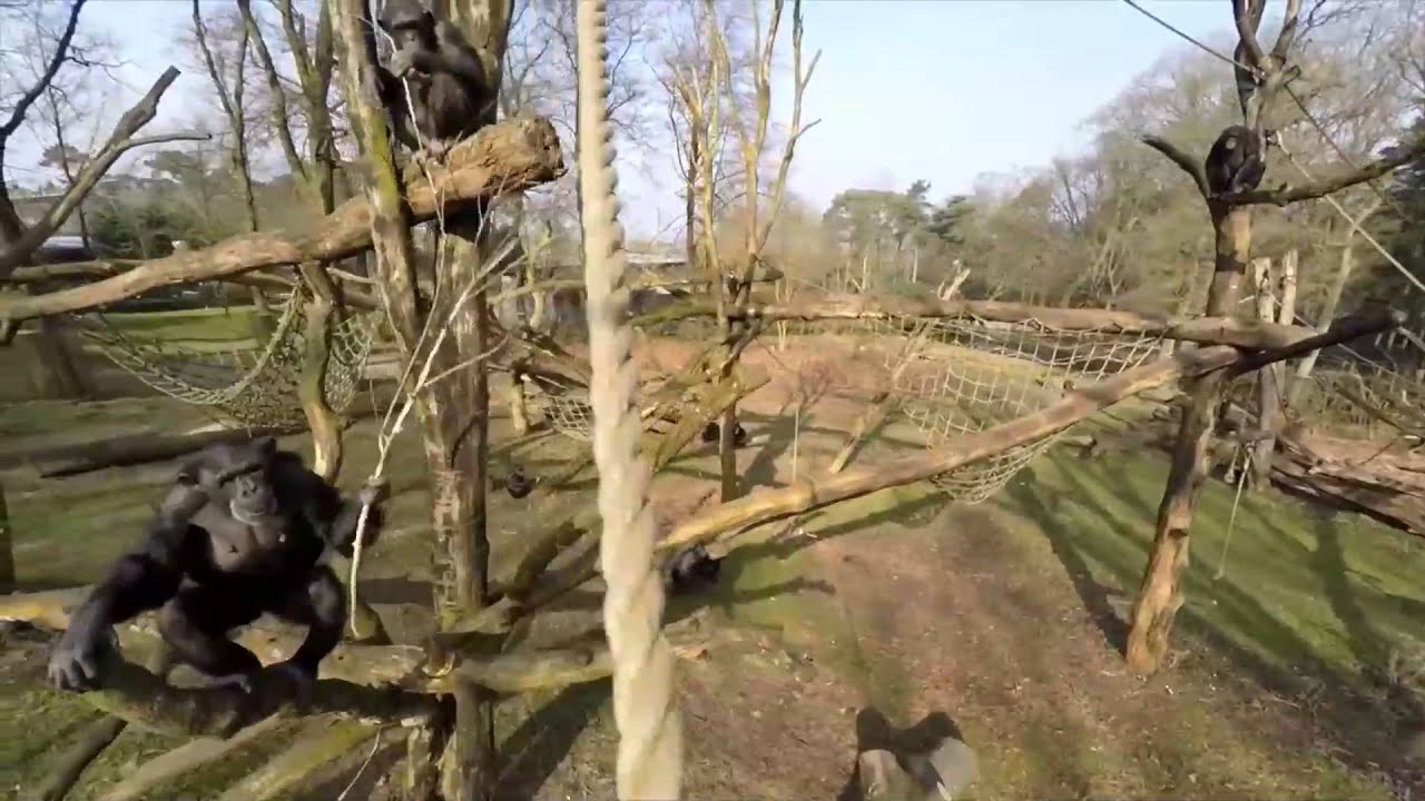 Incredible video captures the moment a chimp punches out a drone - YouTube
