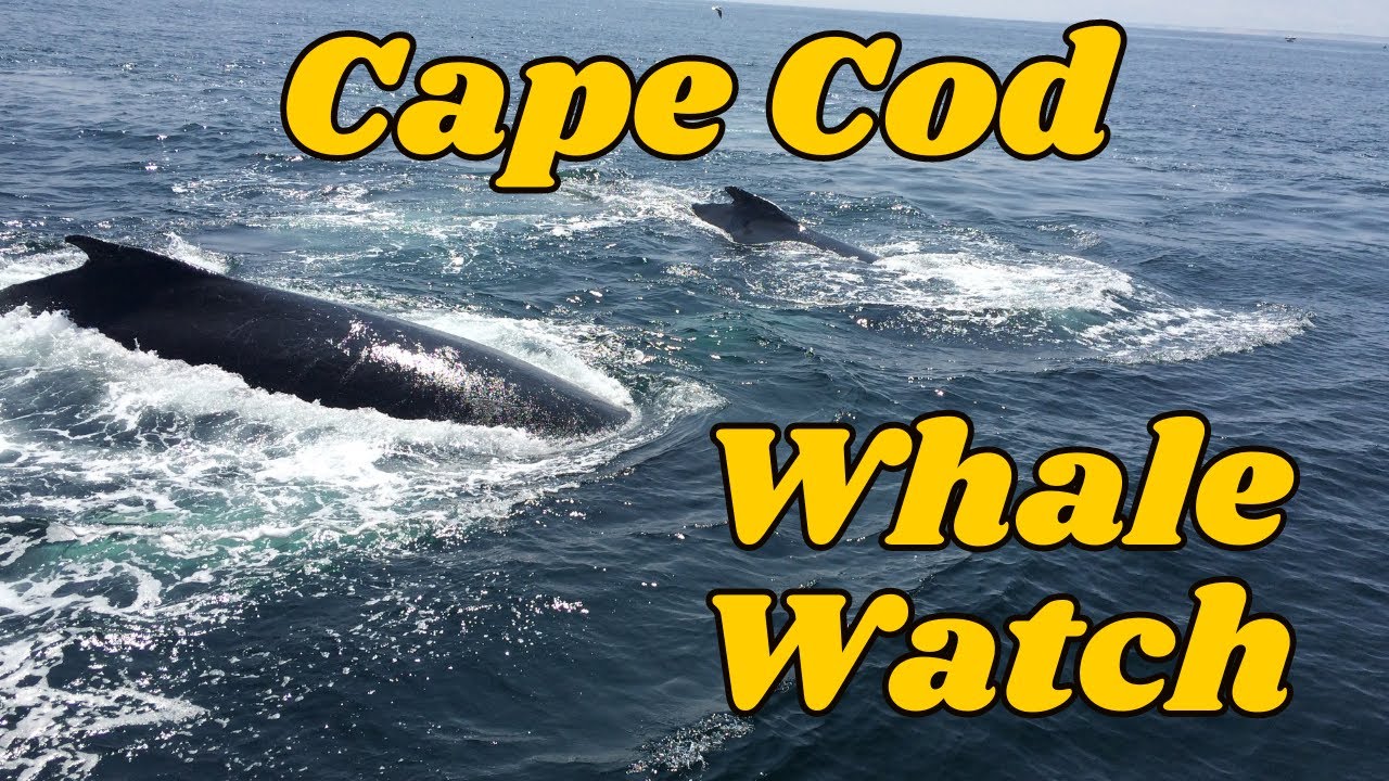 Cape Cod Whale Watch Humpback Whales with Baby - YouTube
