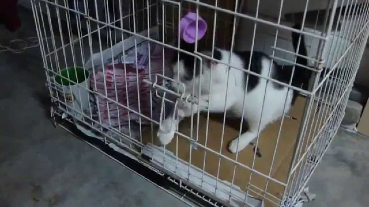 Cat open the cage in 5 seconds!!! - YouTube