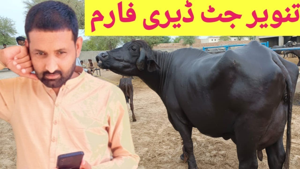 Jutt Dairy Farm Part 3 || Beautiful High Milking Buffaloes || Ch ...