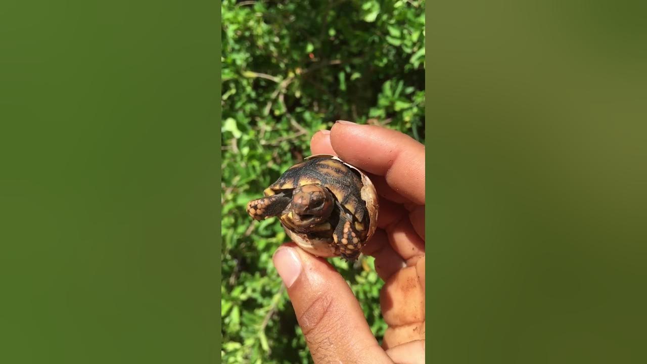 NASCIMENTO DE UM FILHOTE DE JABUTI #reptil #jabuti @marcospercussa8381 @garotosdosertao6874 ...