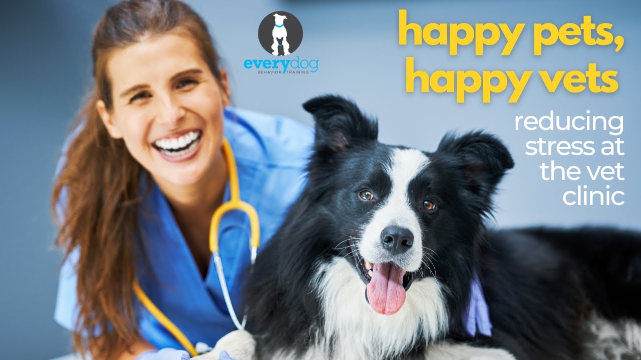 Happy Pets Happy Vets: Reducing Stress at the Vet Clinic - YouTube