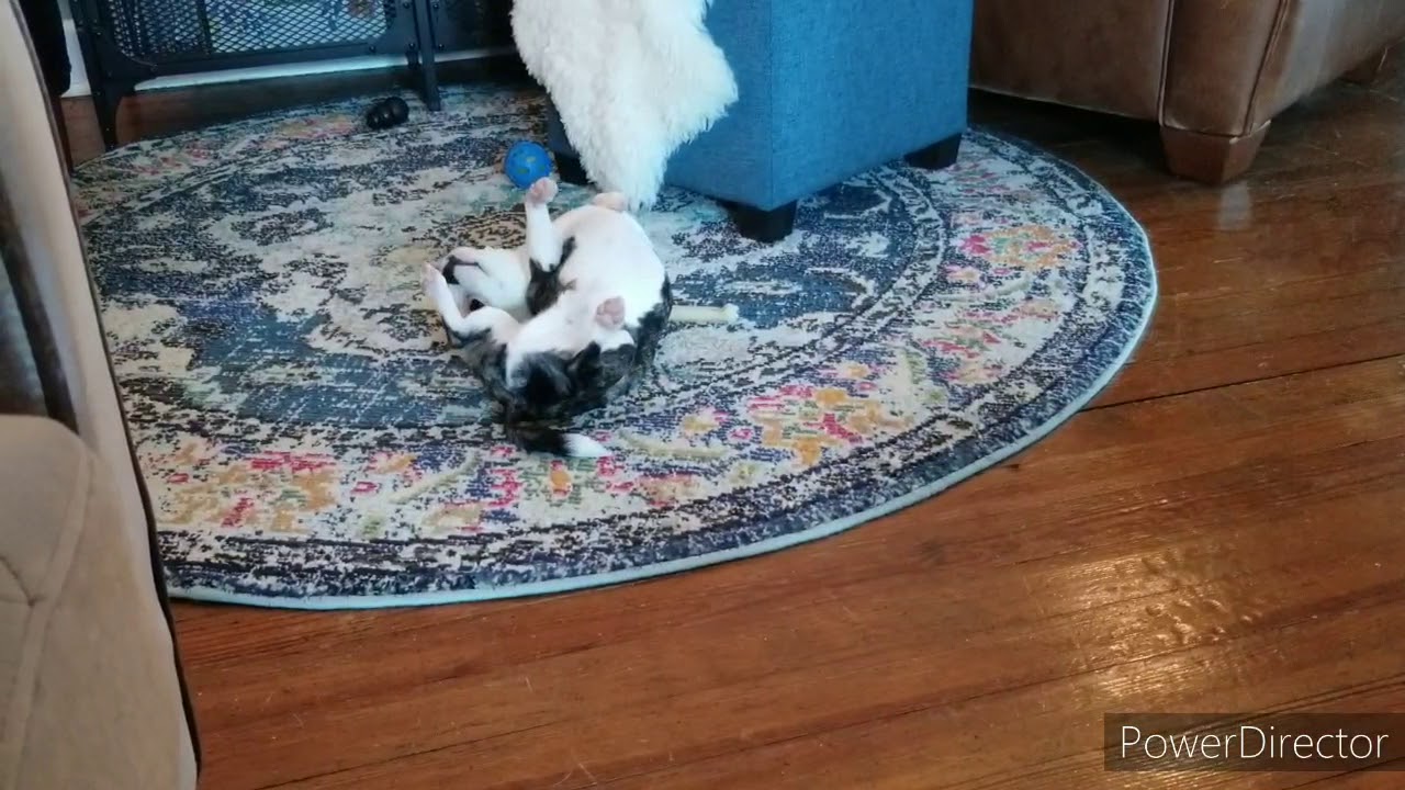 Walter Vision 1.0 - YouTube