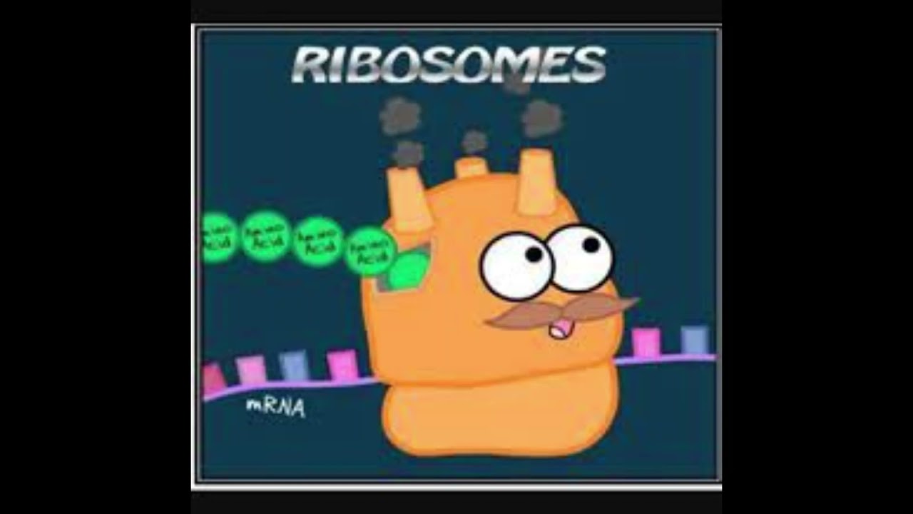 Ribosome Campaign Ad - YouTube
