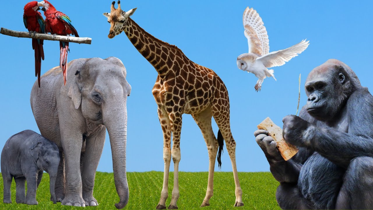 Sweet animals romp, feast, and rest, enchanting everyone with their ...