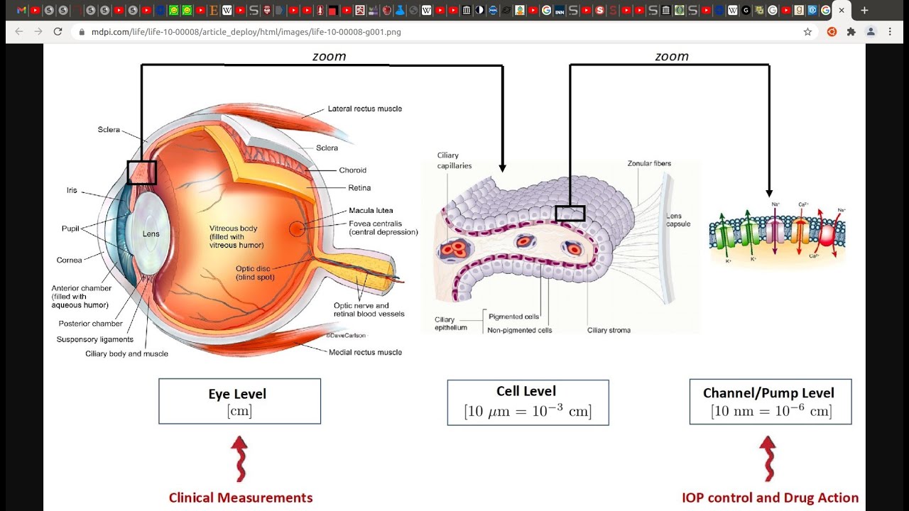 Giant Eyeball Autopsy Shows Never Seen Details - YouTube