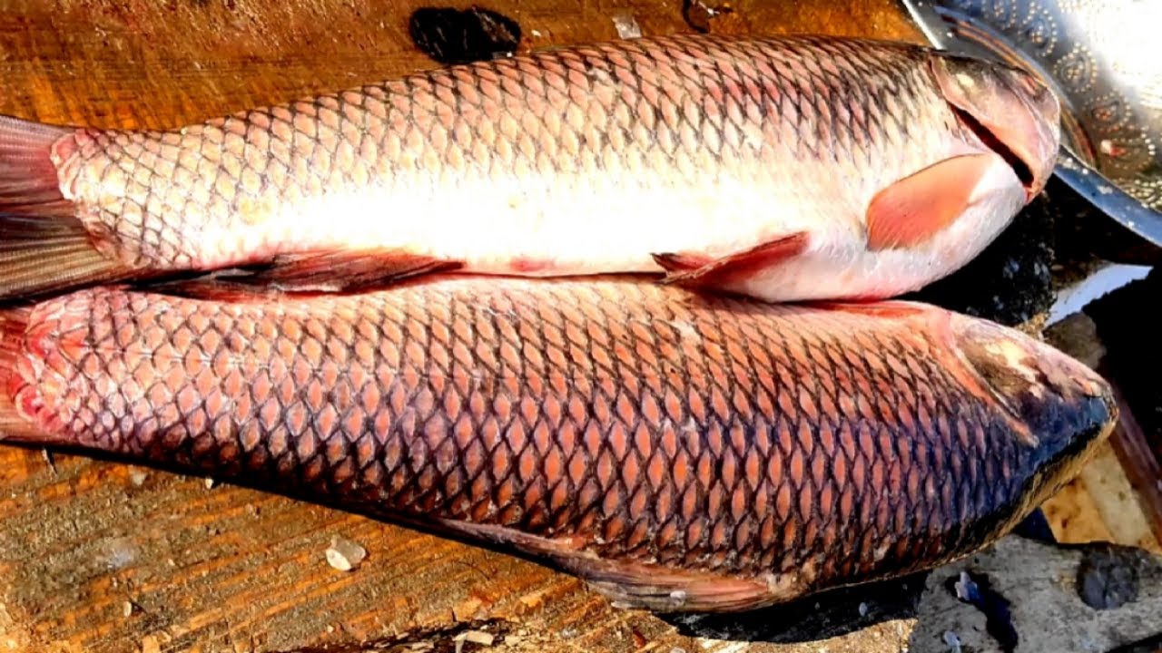 Kendai fish / Catla fish cutting -Water World - YouTube