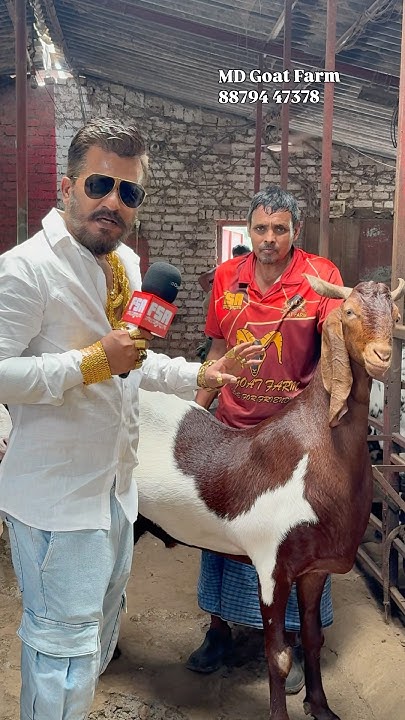 Palai Open For New Season at MD Goat Farm - Send Your Goats For Bakra Eid 2026 - YouTube