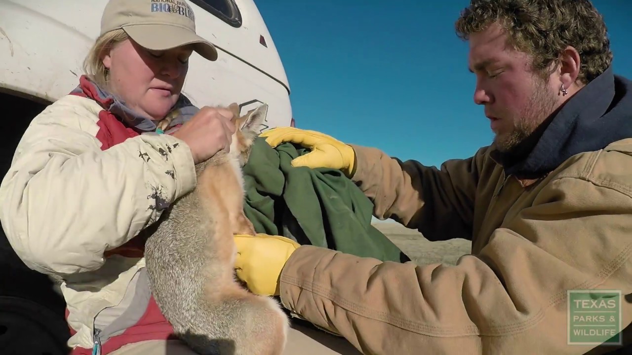Swift Fox Research, The Fox Finders - YouTube