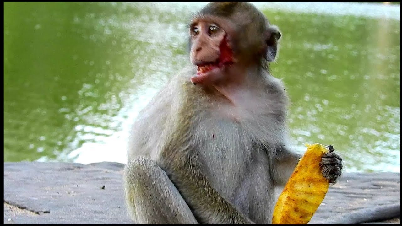 Million hurt of Ginger, why big monkey bite him like that? He is too ...