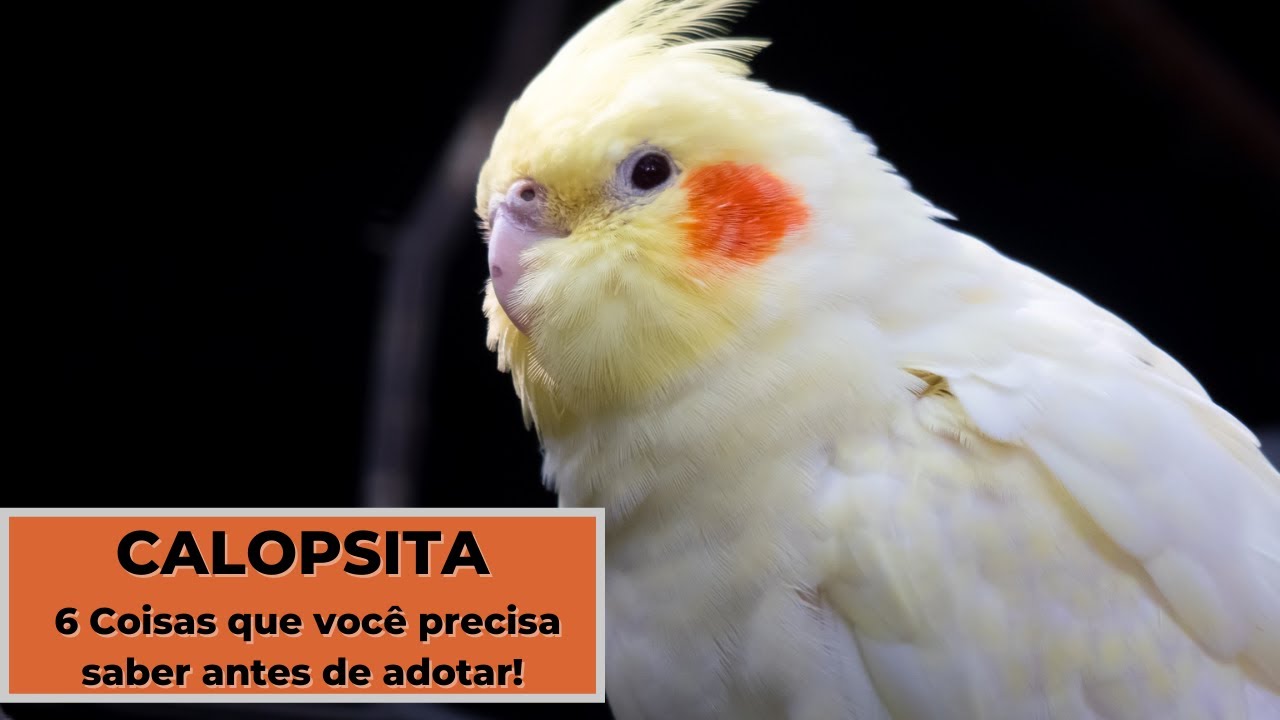 Calopsitas (6 Coisas que você precisa saber antes de adotar) - YouTube