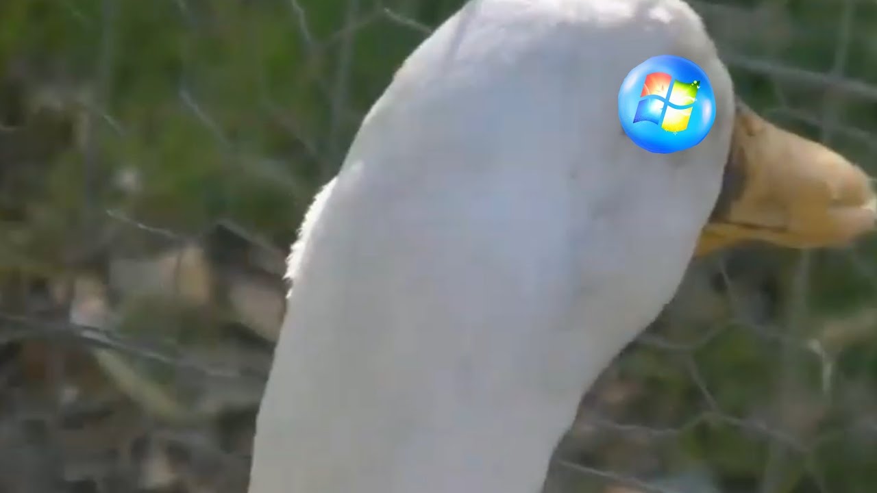 100% Windows Duck - YouTube