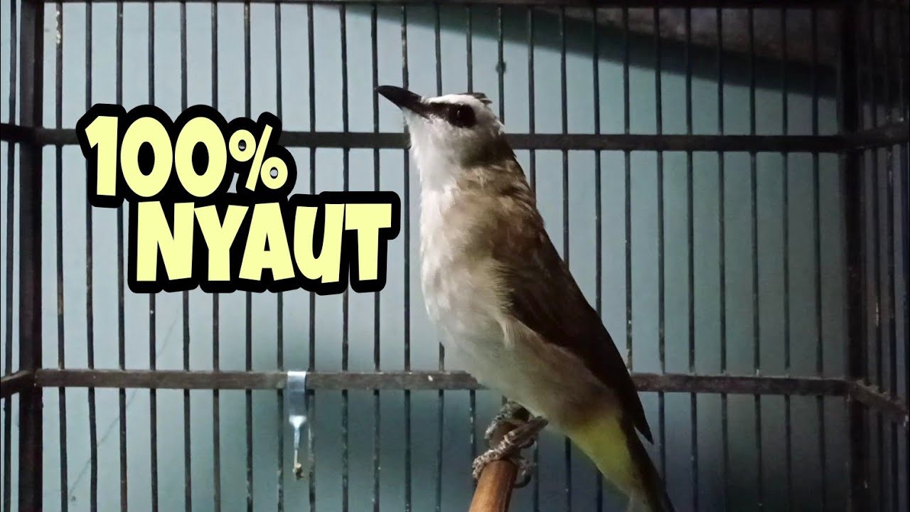 Suara Trucuk Yang Seperti Ini Yang Bakal Direspon Semua Jenis Trucuk ...