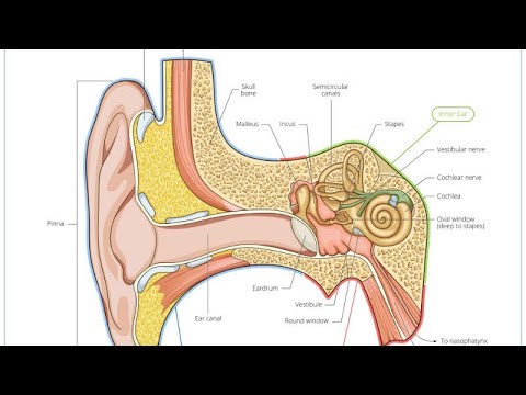 Hearing mechanism - YouTube