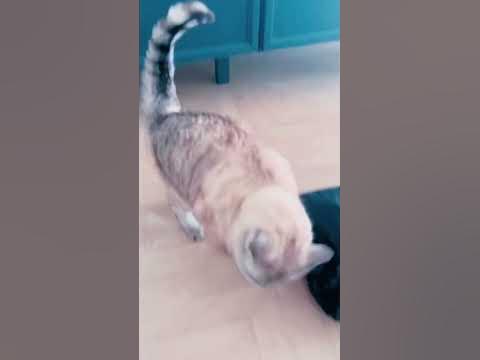 Зачем играть с котом. - YouTube