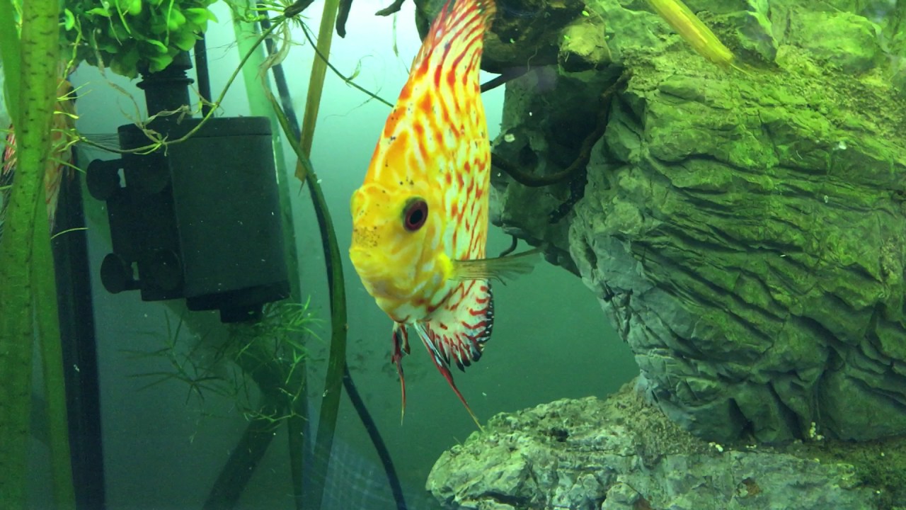 Dragon Discus of Jeeri R Reddy - YouTube